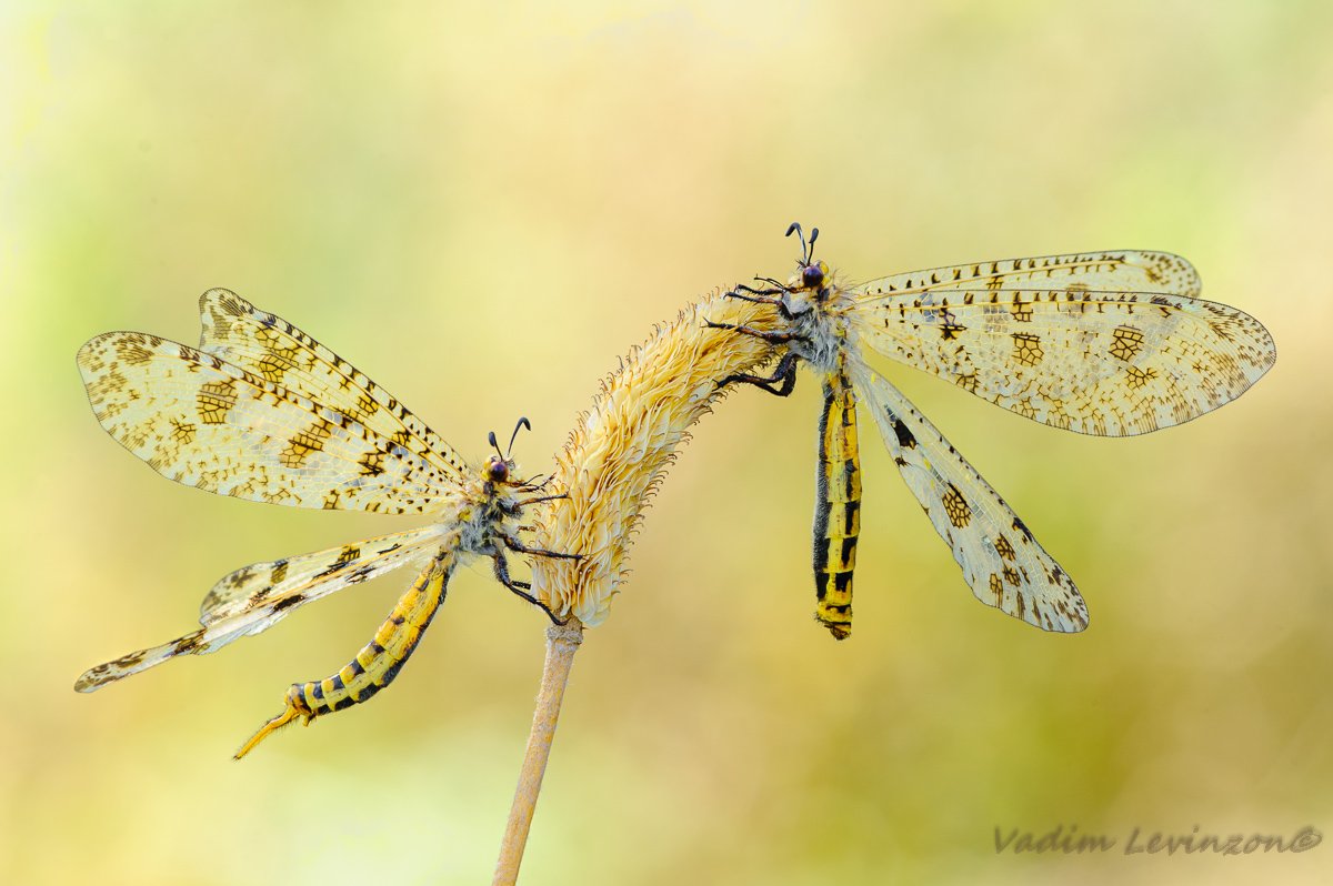 Вот и познакомились... - Neuroptera - Macroclub.org