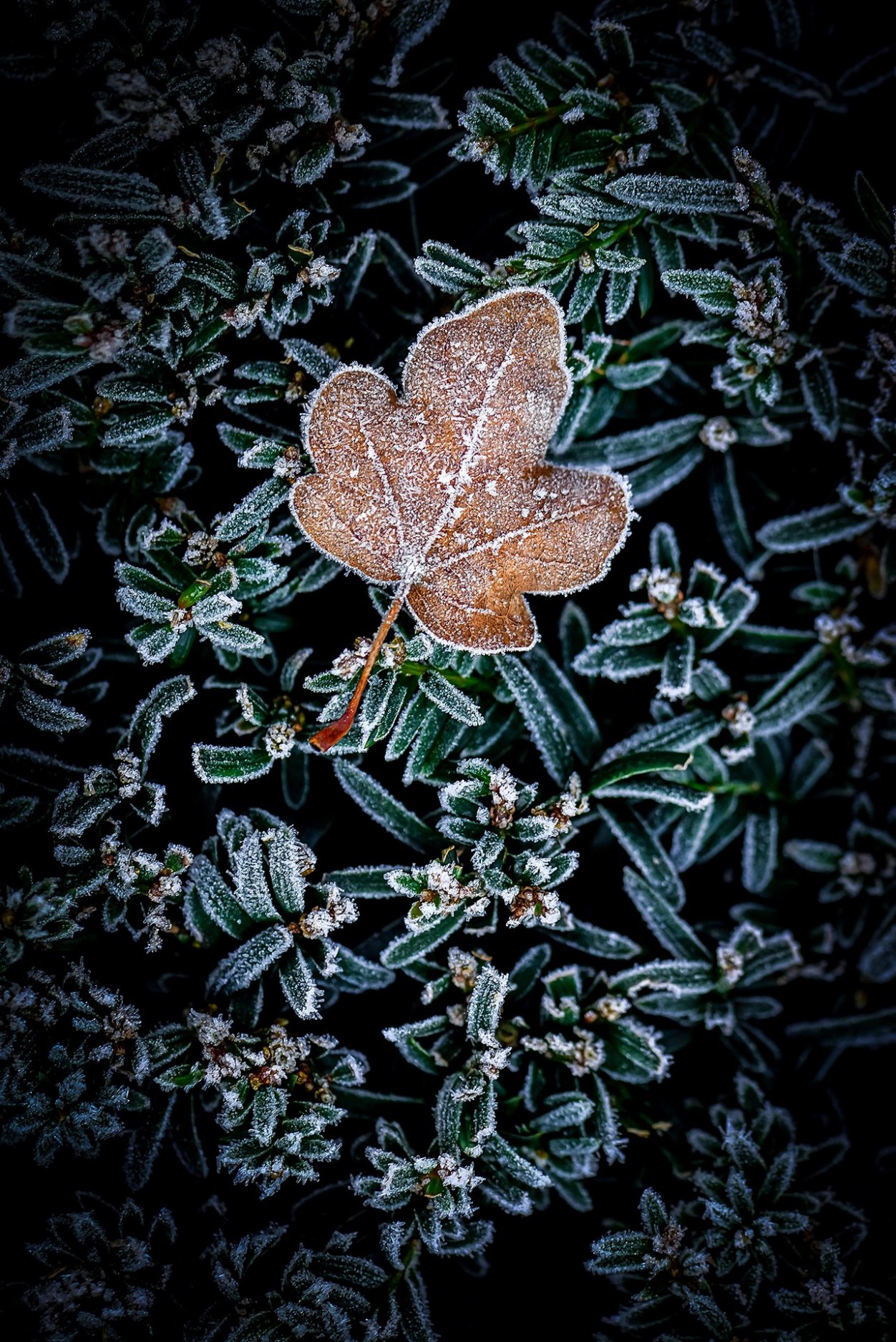 "Winter reminder" - Art photography - Macroclub.org