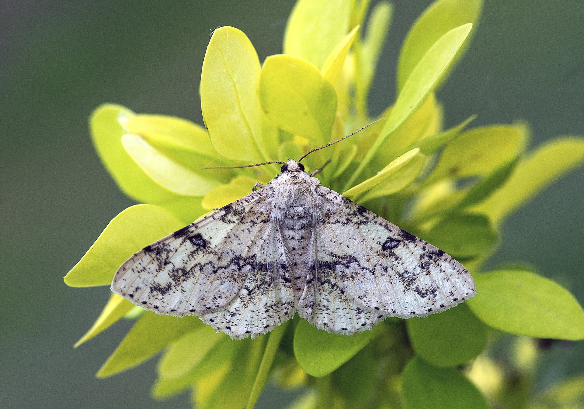 Biston betularia Березовая Пяденица - Lepidoptera (butterflies ...